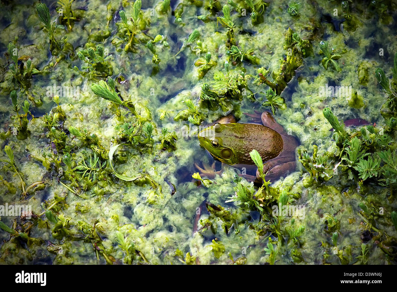 Frog looking down hi-res stock photography and images - Alamy
