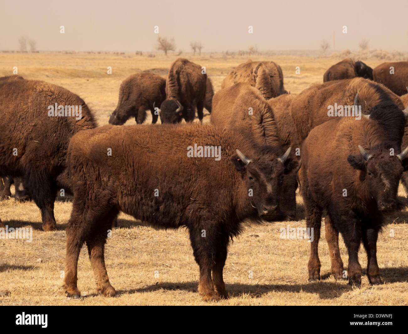 Buffalo herd on Zapata Ranch, Colorado. The high desert grasslands ...