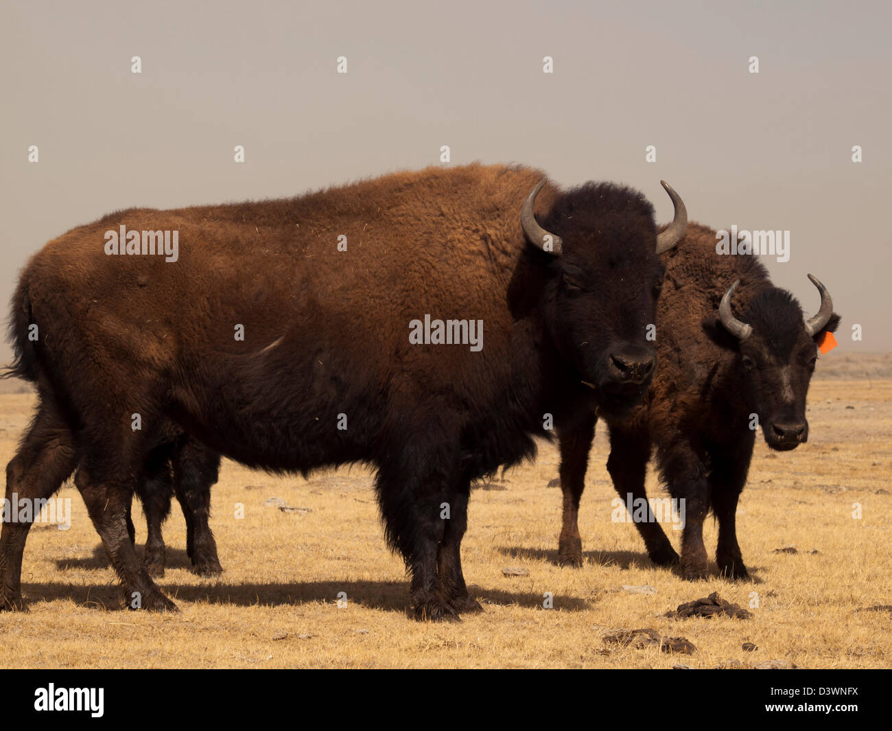 Buffalo herd on Zapata Ranch, Colorado. The high desert grasslands ...