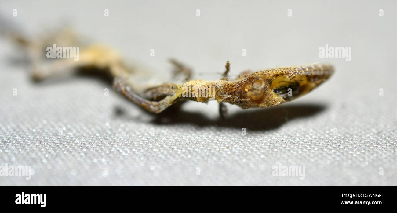 Dead lizard hi-res stock photography and images - Alamy