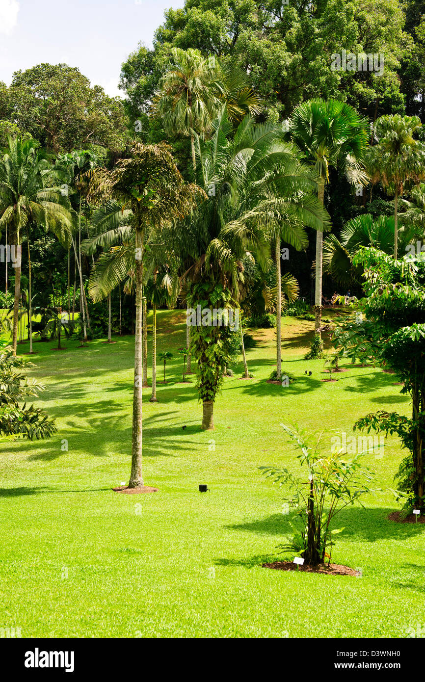 Singapore Botanical Garden1 degree Nth of the equator has 10,000 ...