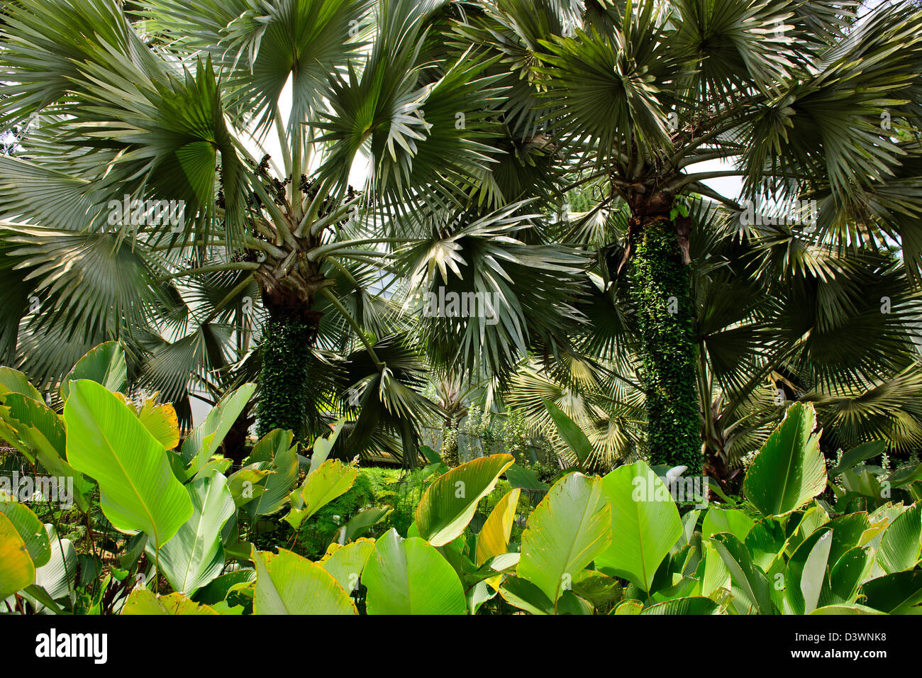 Singapore Botanical Garden1 degree Nth of the equator has 10,000 ...
