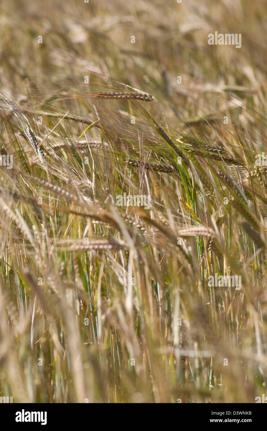 Hordeum vulgare hi-res stock photography and images - Alamy