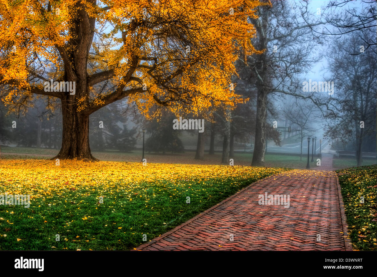 Ginko tree hi-res stock photography and images - Alamy