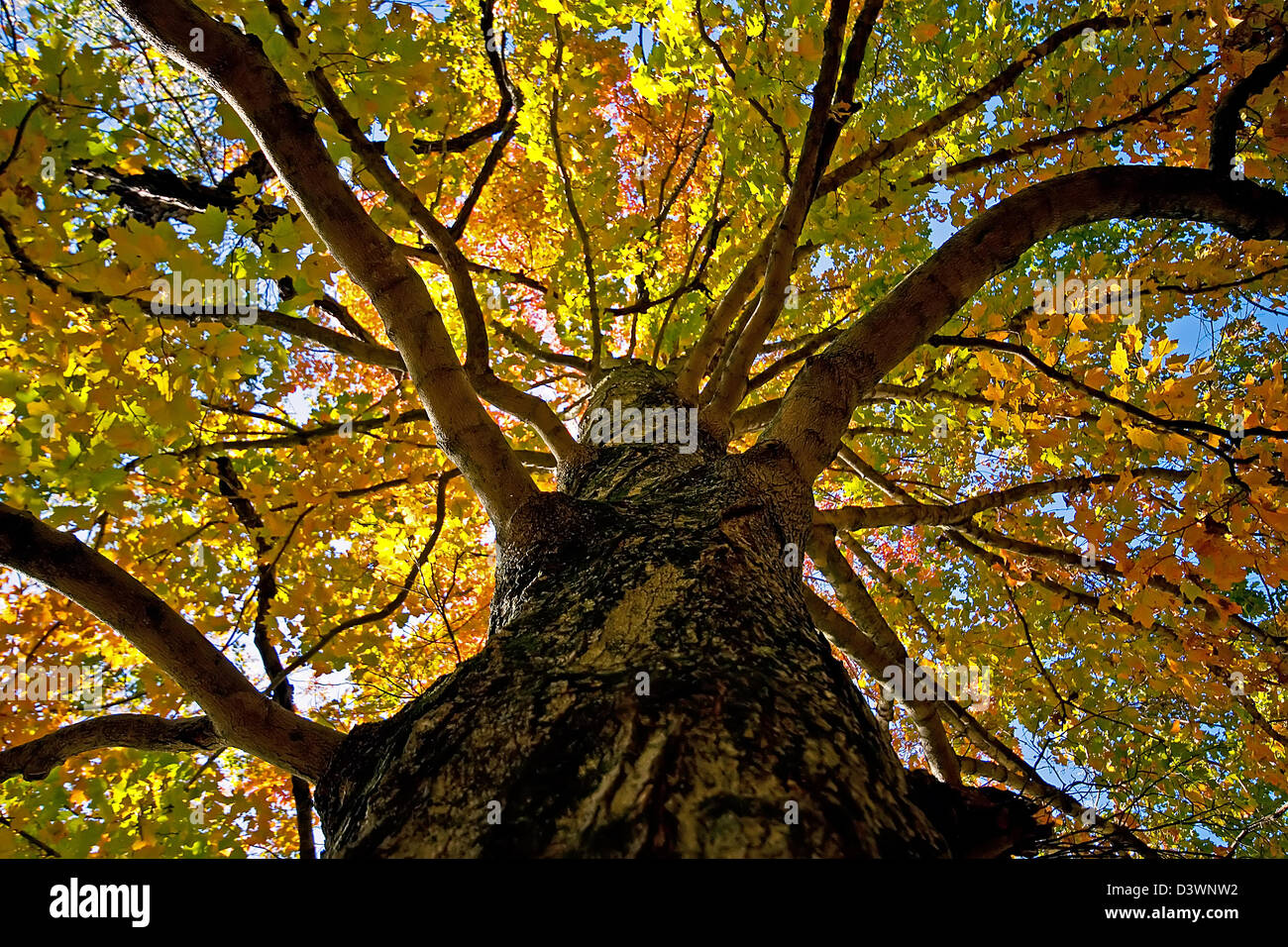 Looking up large trunk to canopy of leaves hi-res stock photography and ...