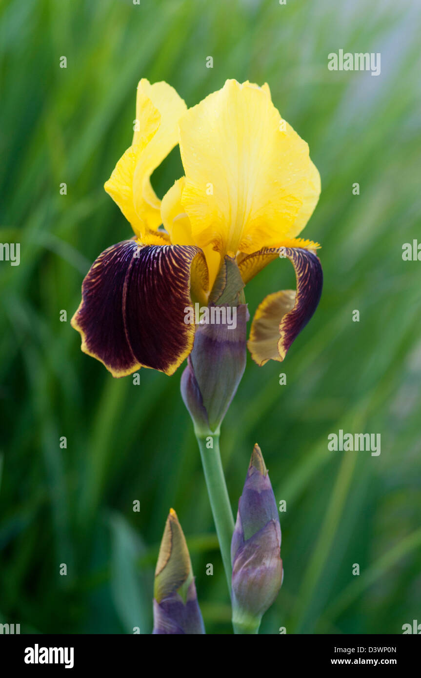 Tall bearded iris rajah hi-res stock photography and images - Alamy