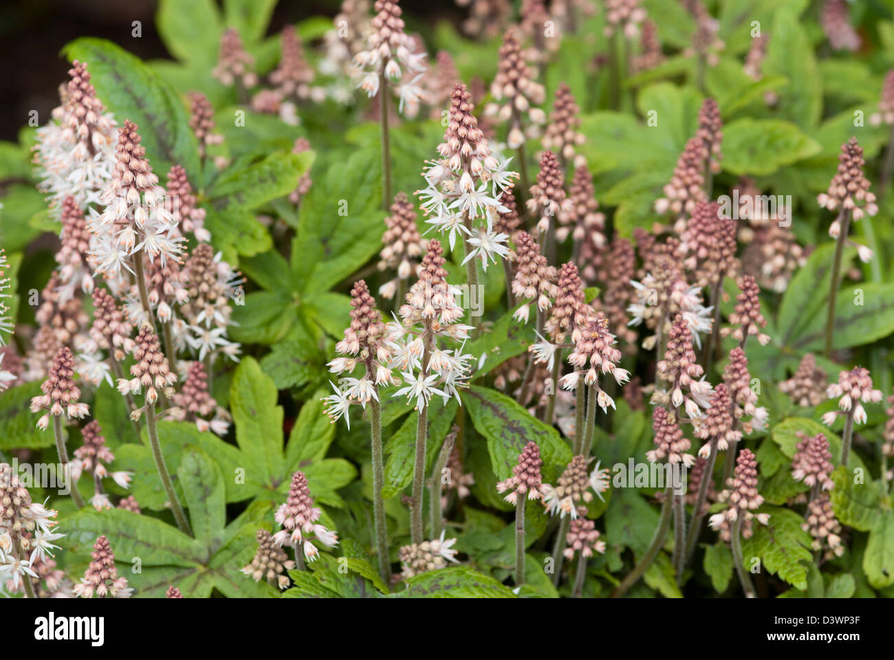 Tiarella hi-res stock photography and images - Alamy