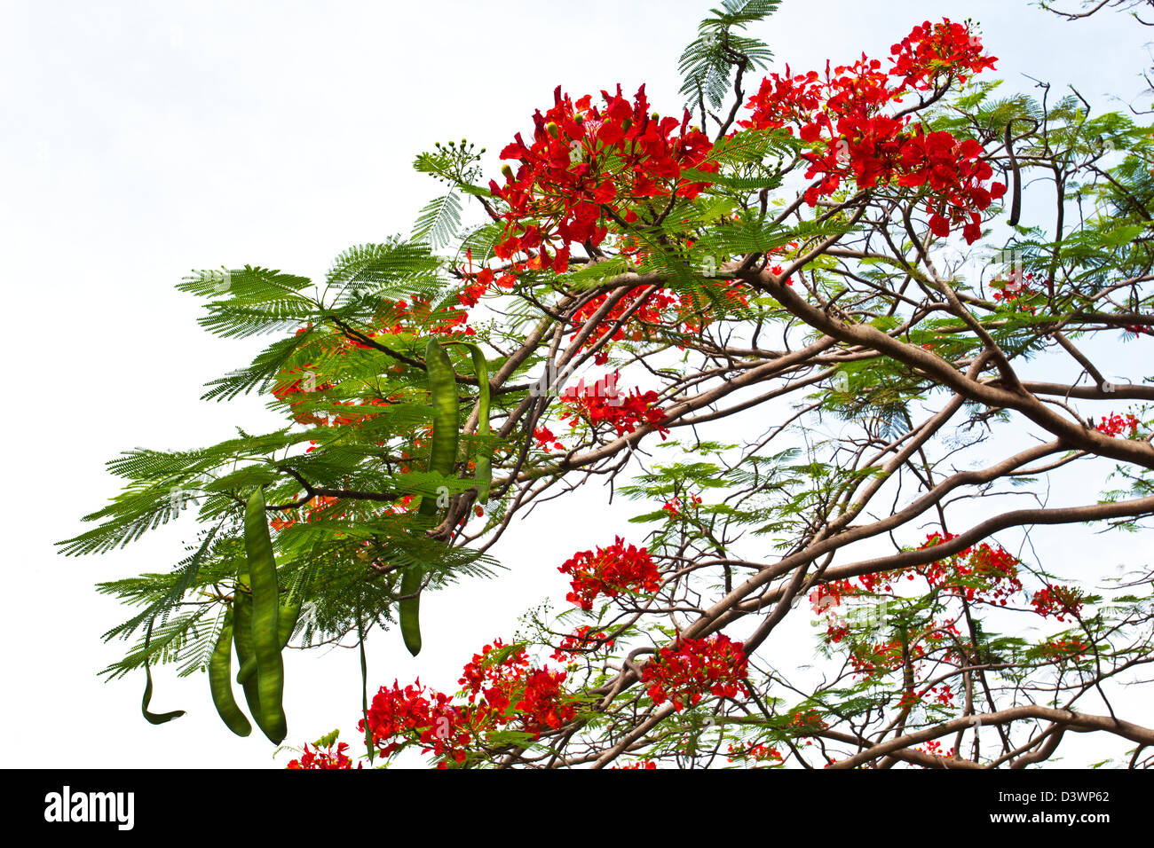 FLAMBOYANT FLOWERS AND GREEN SEED PODS ON THE TREE [DELONIX REGIA ...