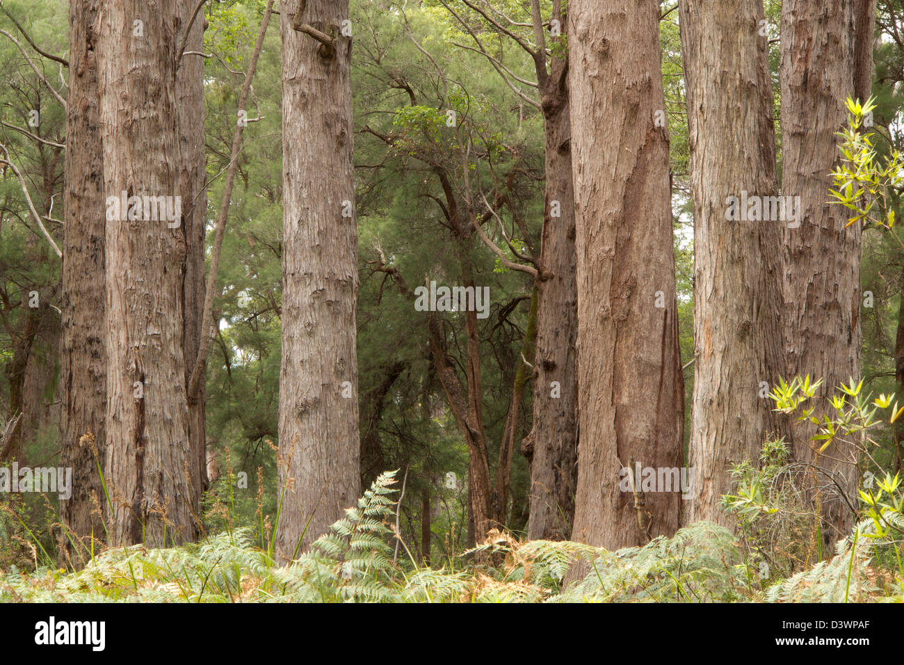 Walpole western australia vertical hi-res stock photography and images ...