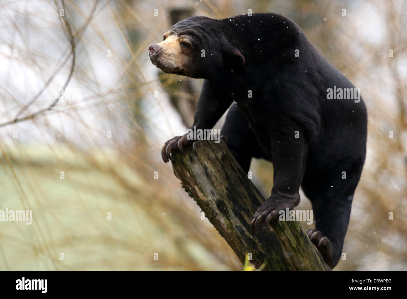 A sun bear (lat. helarctos malayanus) stands on a tree trunk in its ...