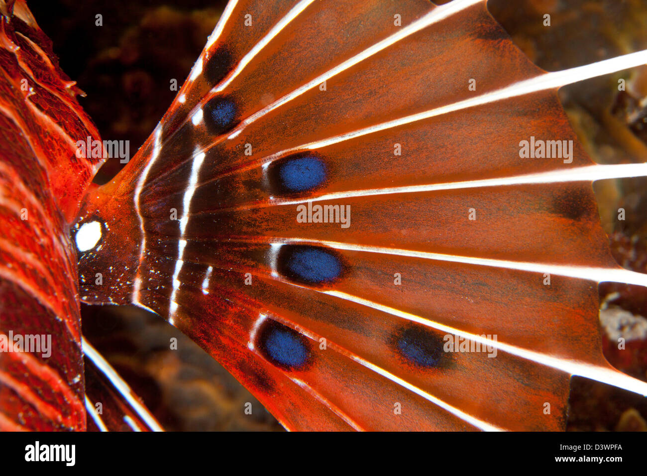 Pectoral Fin of Spotfin Lionfish, Pterois antennata, Ari Atoll ...