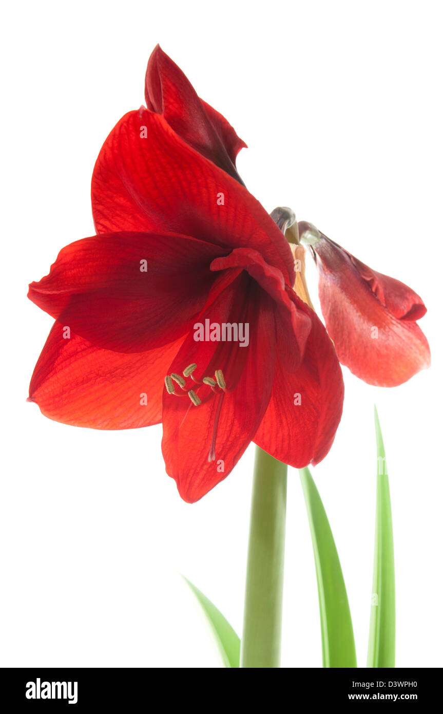 Hippeastrum red lion hi-res stock photography and images - Alamy