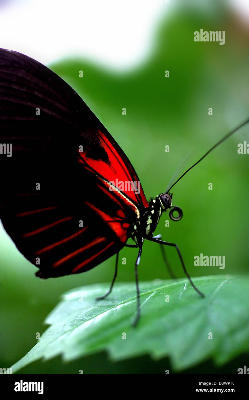 Postman Butterfly, Common Postman, Postman (Heliconius melpomene Stock ...