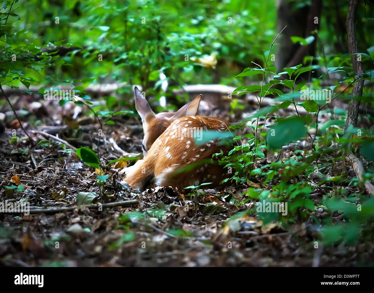 Baby Sleeping With Fawn High Resolution Stock Photography and Images ...
