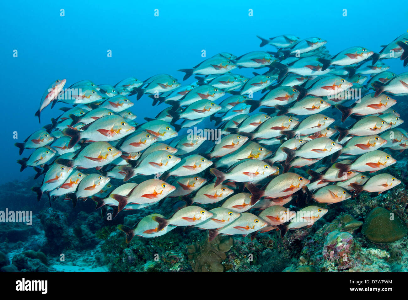 Shoal of Humpback Red Snapper, Lutjanus gibbus, Felidhu Atoll, Maldives ...