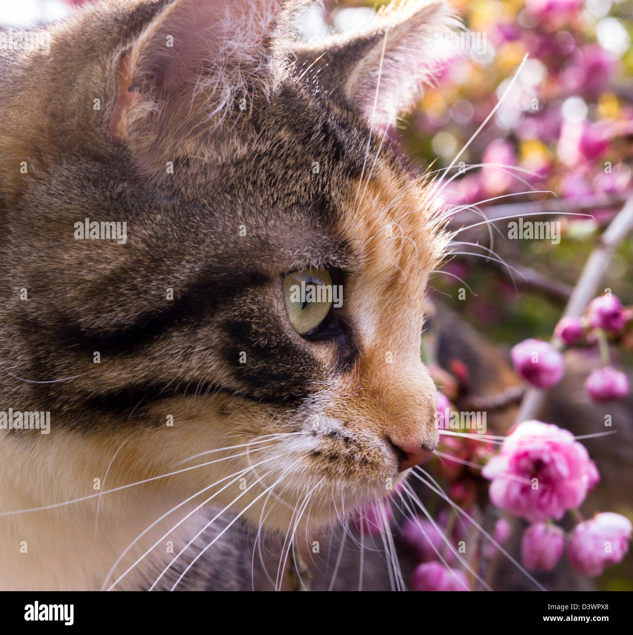 Cat cherry blossom hi-res stock photography and images - Alamy