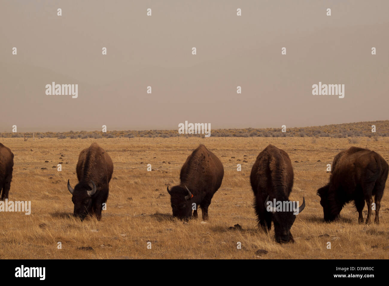Buffalo herd on Zapata Ranch, Colorado. The high desert grasslands ...