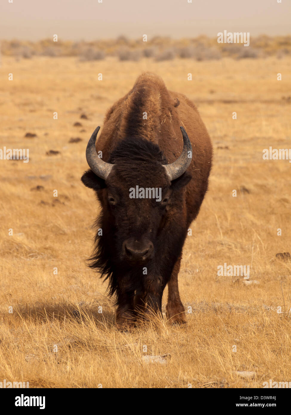 Buffalo herd on Zapata Ranch, Colorado. The high desert grasslands ...
