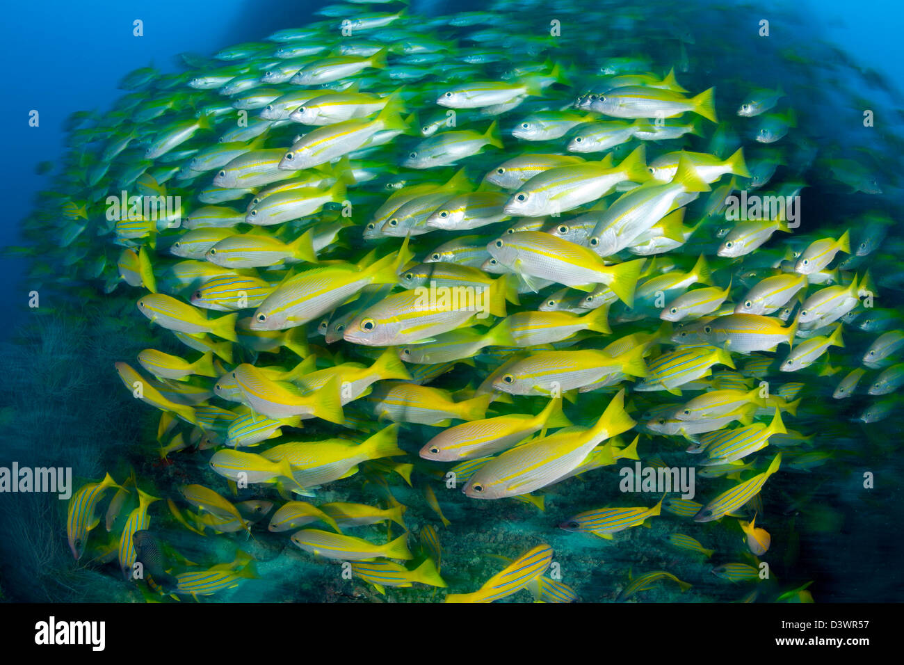 Shoal of Big-eye Snapper and Bluestripe Snapper, Lutjanus lutjanus ...