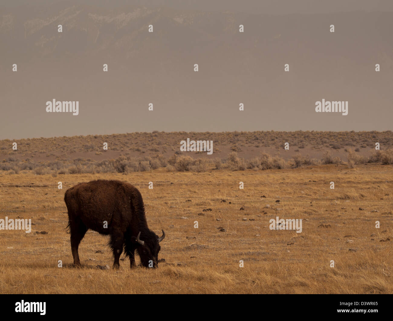 Buffalo herd on Zapata Ranch, Colorado. The high desert grasslands ...
