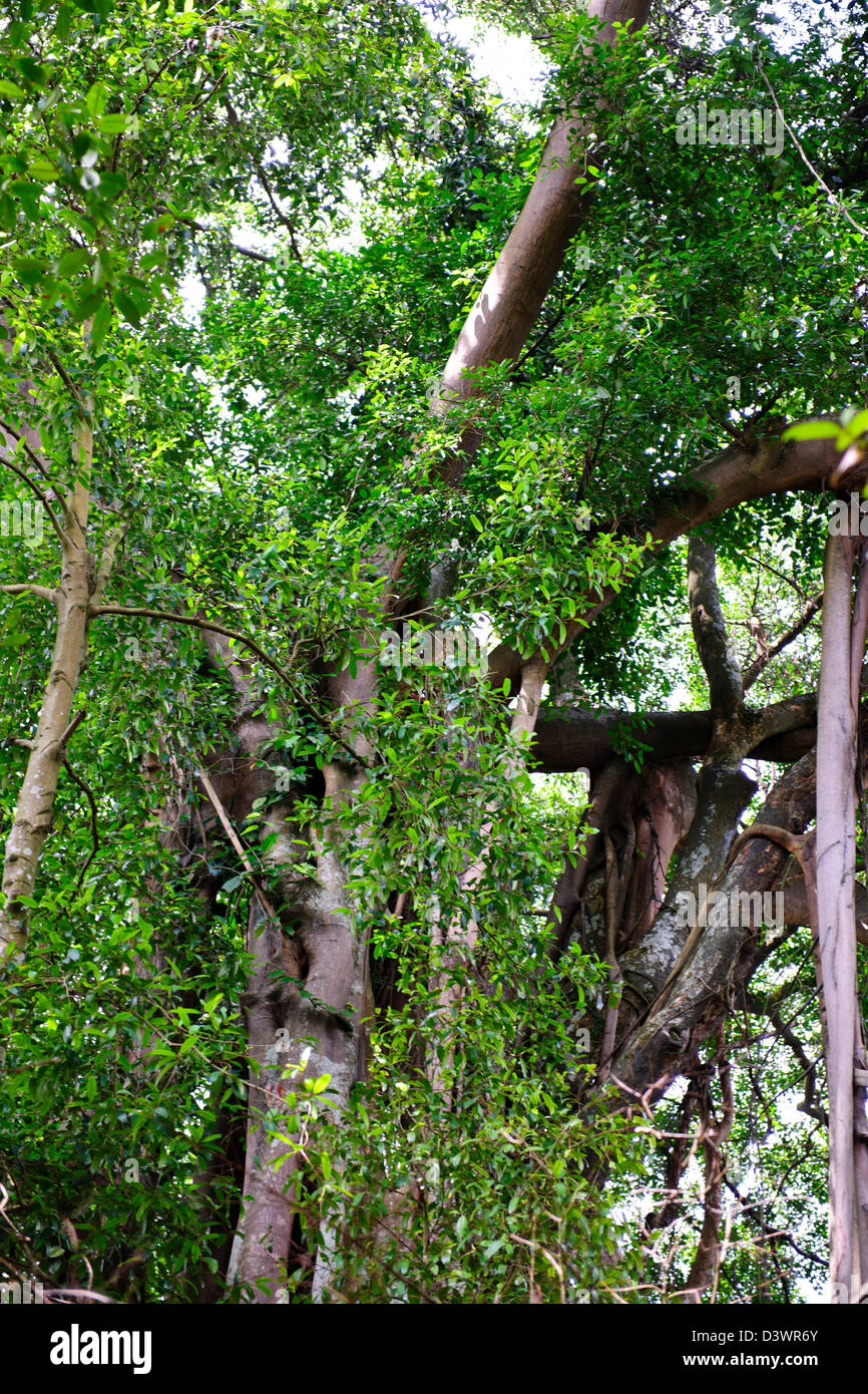 Singapore Botanical Garden1 degree Nth of the equator has 10,000 ...