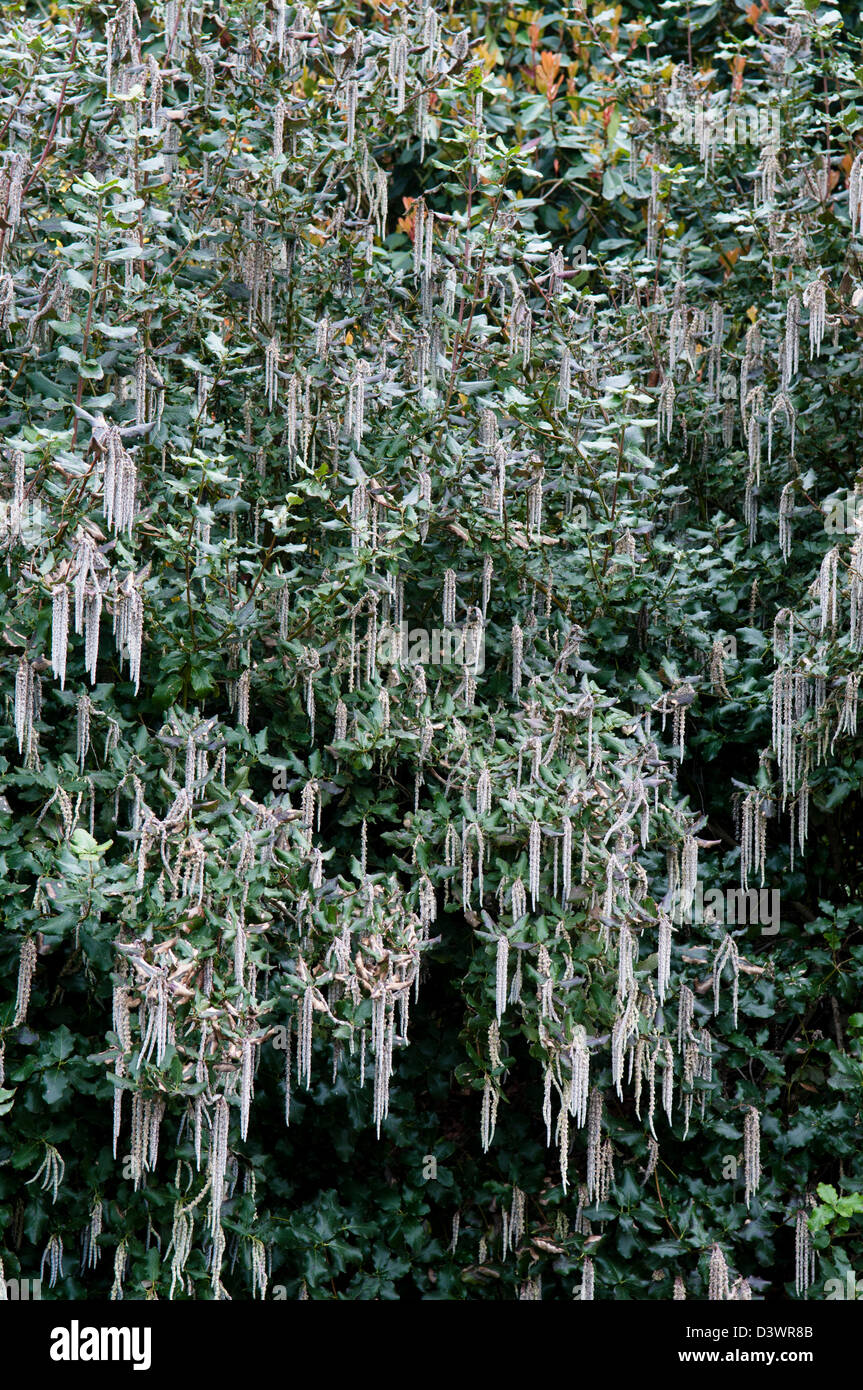 Garrya elliptica hi-res stock photography and images - Alamy
