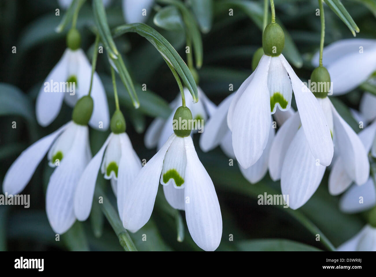 Galanthus S Arnott High Resolution Stock Photography and Images - Alamy