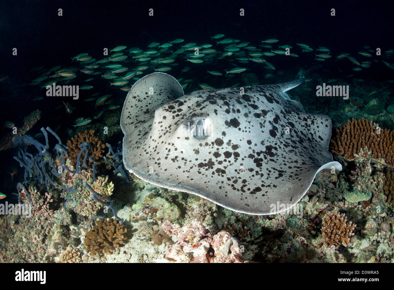 Marbled Stingray hunting at Night, Taeniura meyeni, Ari Atoll, Maldives ...