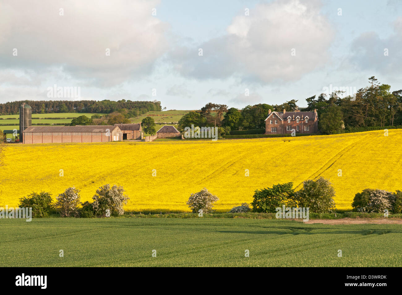 Scotland, Scottish Borders, yellow flowers of rape field near St ...