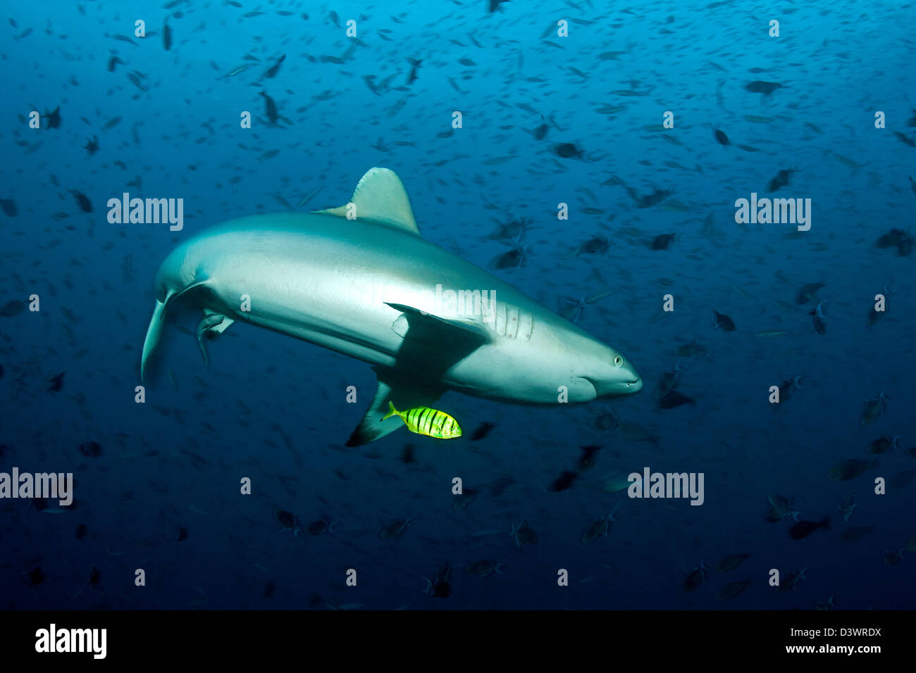 Grey Reef Shark, Carcharhinus amblyrhynchos, Ari Atoll, Maldives Stock ...