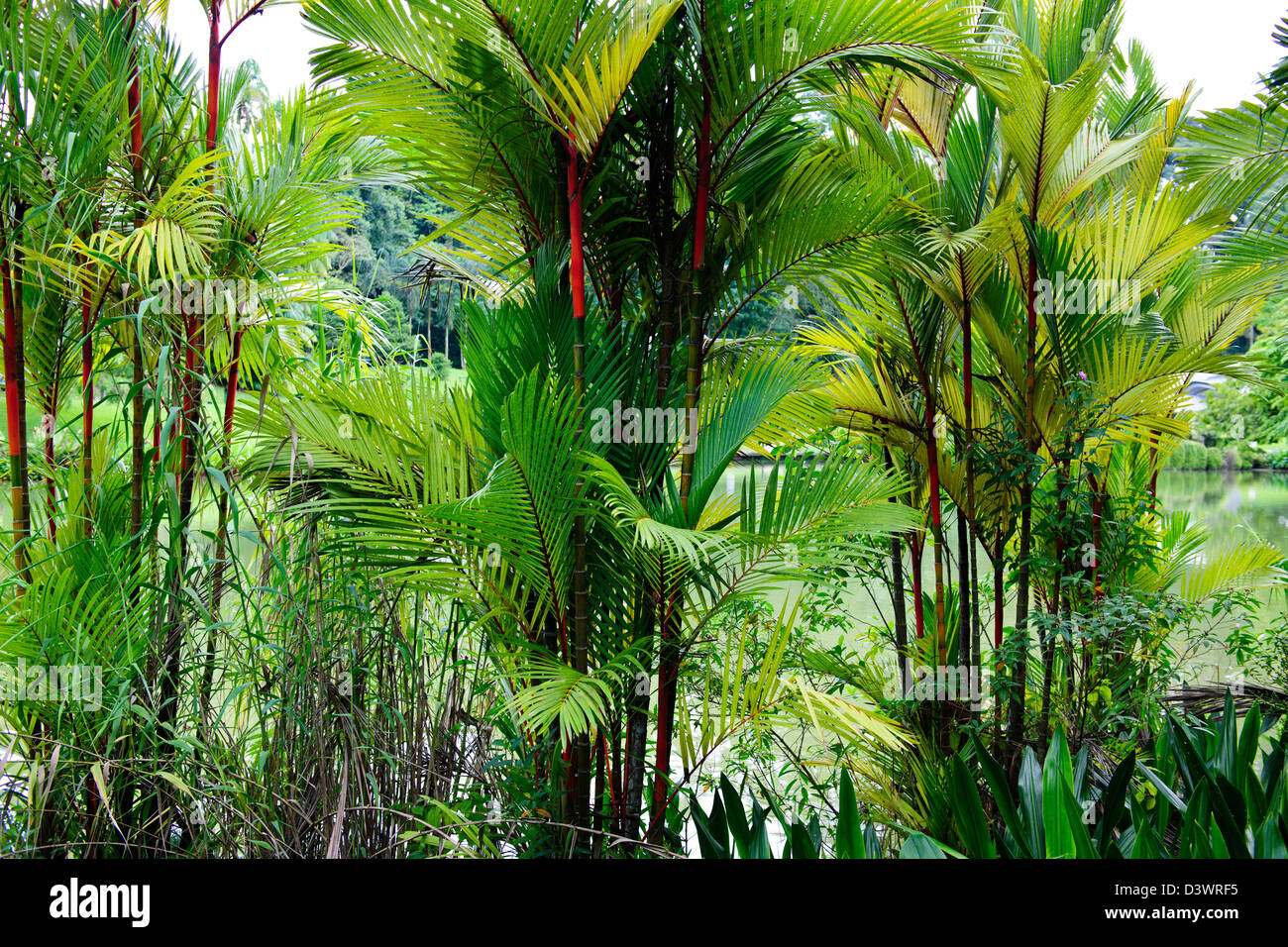 Singapore Botanical Garden1 degree Nth of the equator has 10,000 ...
