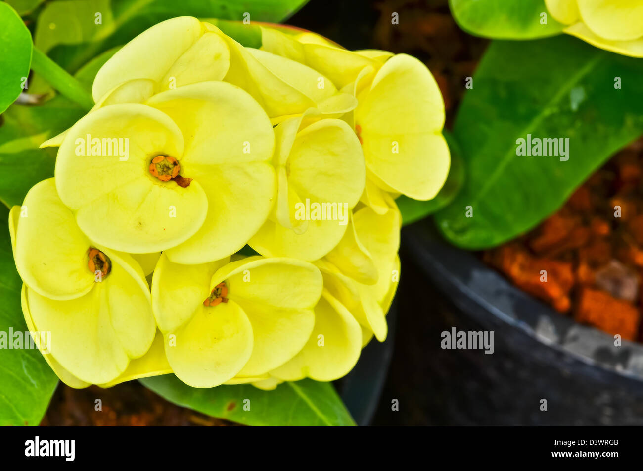 Yellow Poi Sian flowers blooming Stock Photo - Alamy