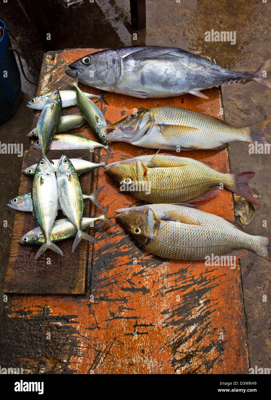 Indian ocean seafood hi-res stock photography and images - Alamy