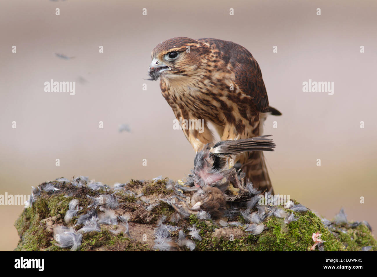 Merlin (Falco columbarius) first year male, plucking male house sparrow ...