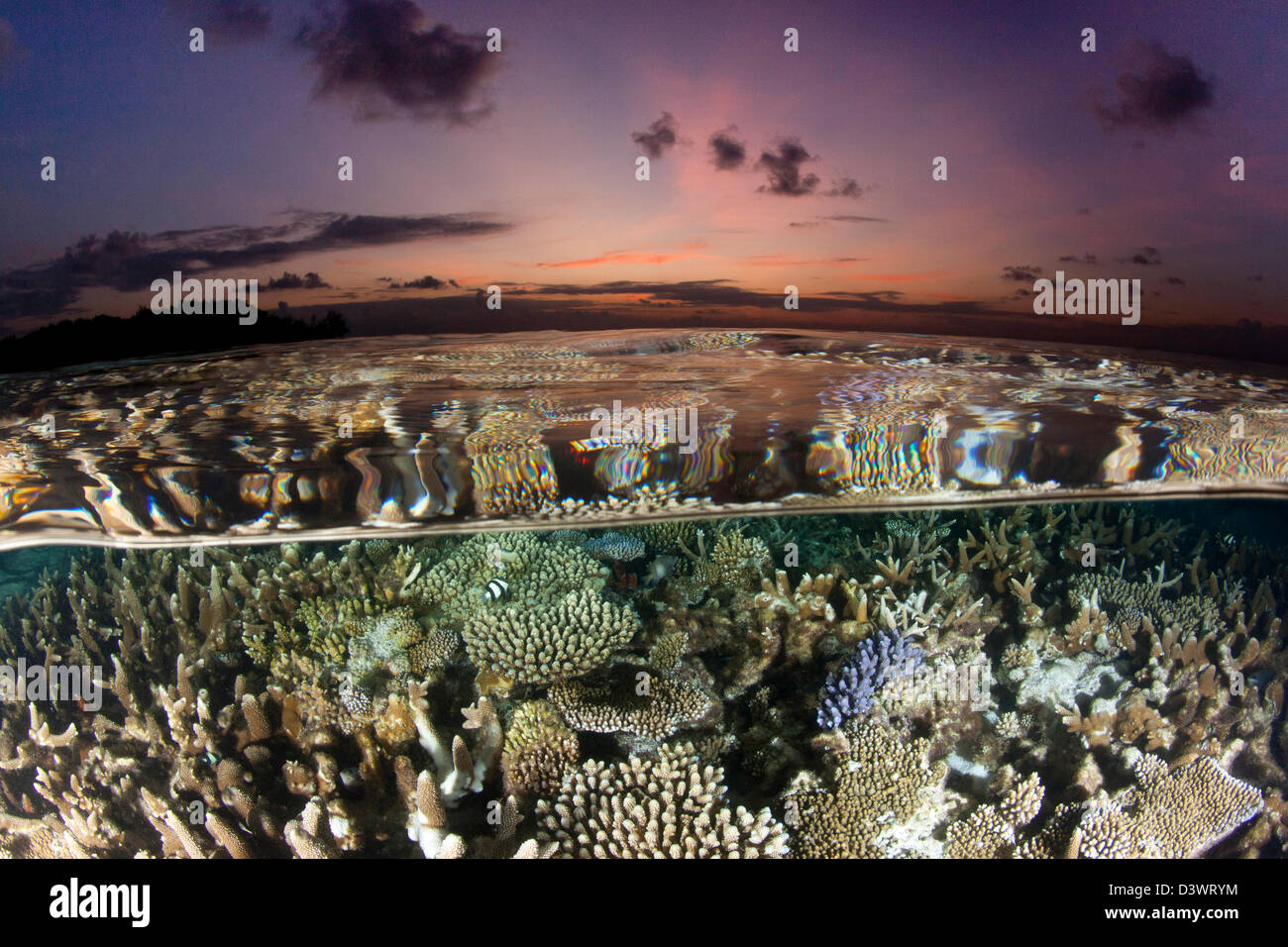 Coral Reef at Sunset, Acropora sp., Ari Atoll, Maldives Stock Photo - Alamy