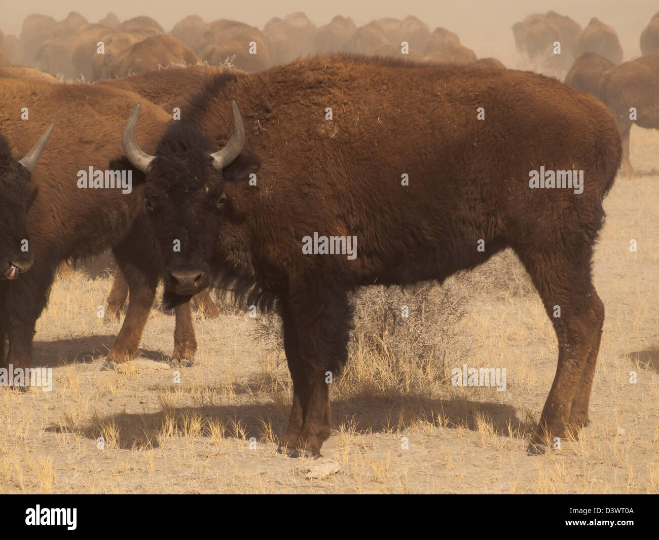 Buffalo herd on Zapata Ranch, Colorado. The high desert grasslands ...