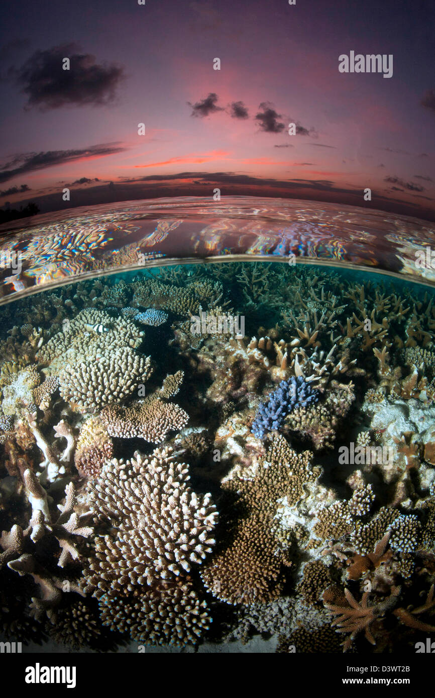 Coral Reef at Sunset, Acropora sp., Ari Atoll, Maldives Stock Photo - Alamy