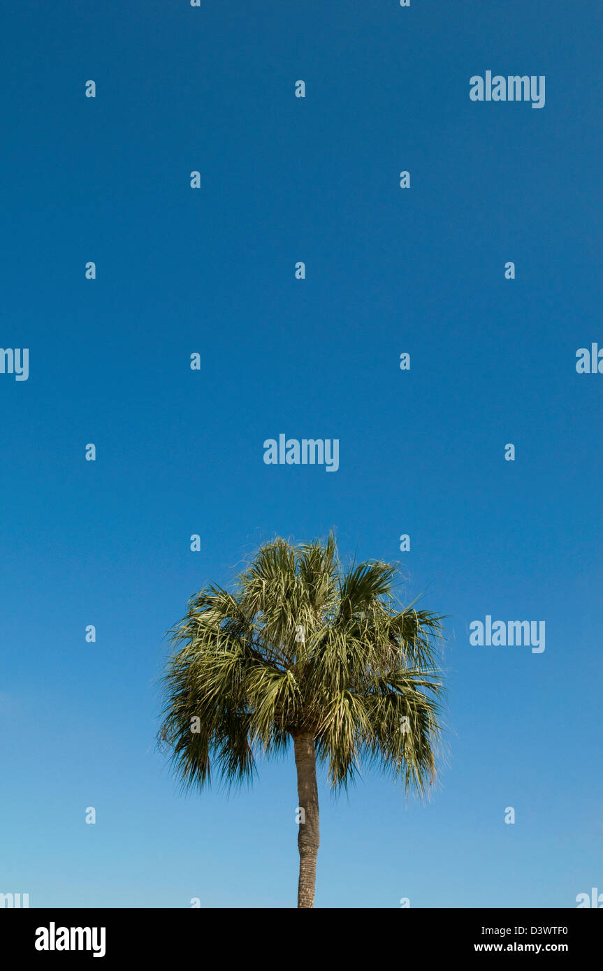 Florida palm tree Stock Photo - Alamy