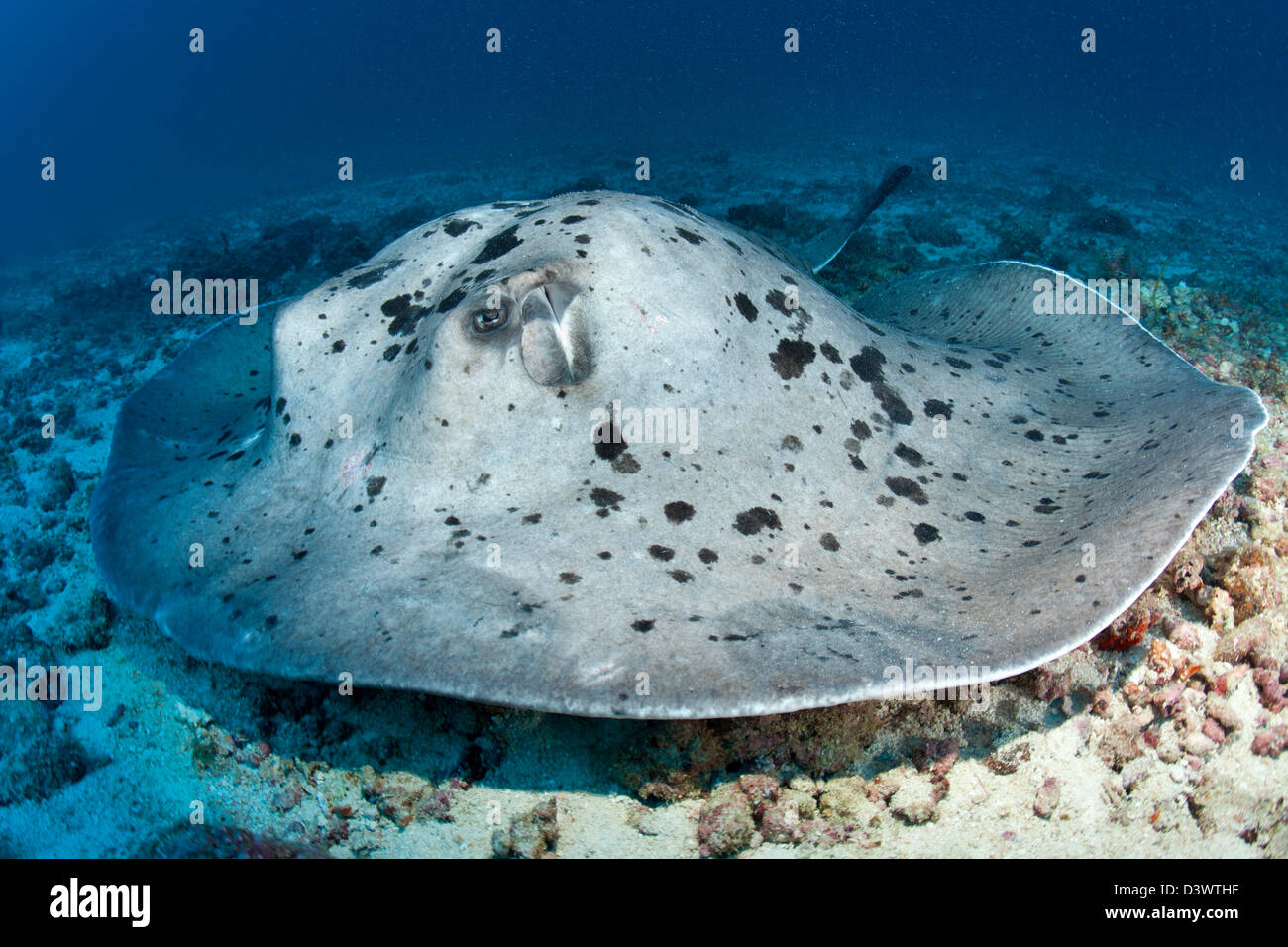 Marbled Stingray, Taeniura meyeni, Ari Atoll, Maldives Stock Photo - Alamy