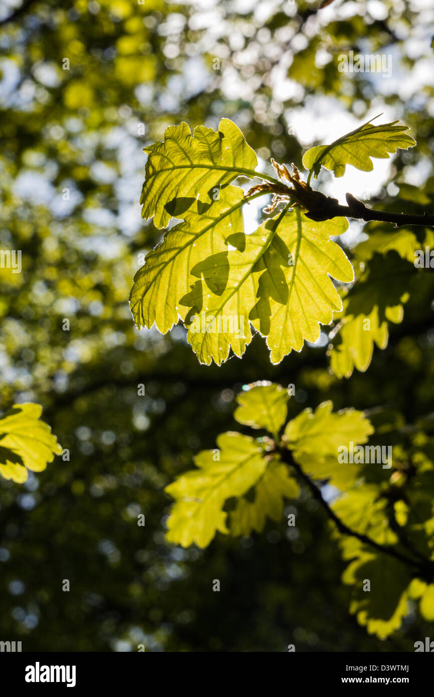 A backlit oak leaf Stock Photo - Alamy