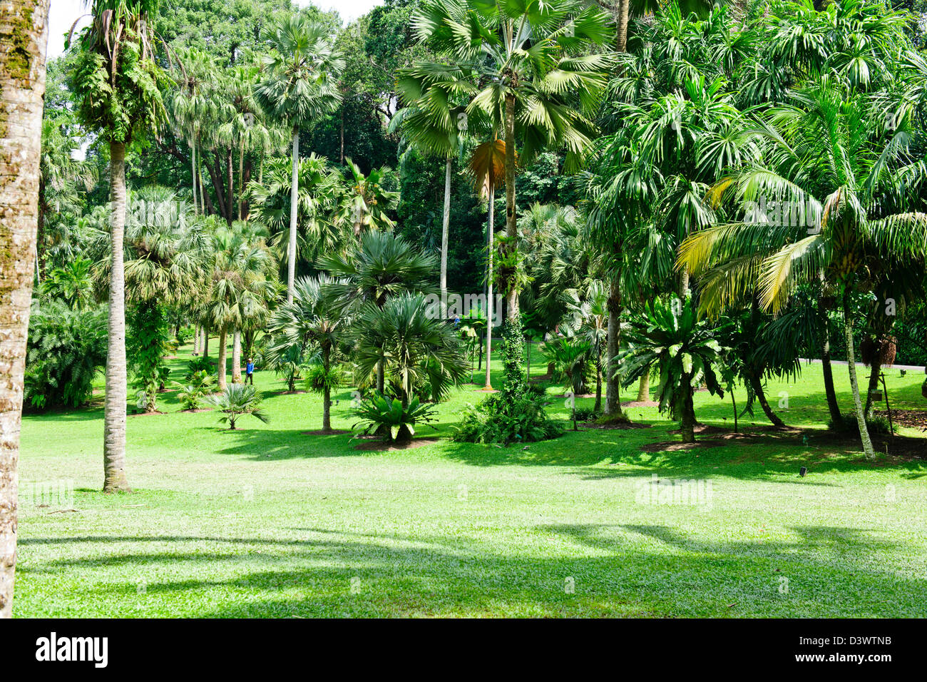 Singapore Botanical Garden1 degree Nth of the equator has 10,000 ...