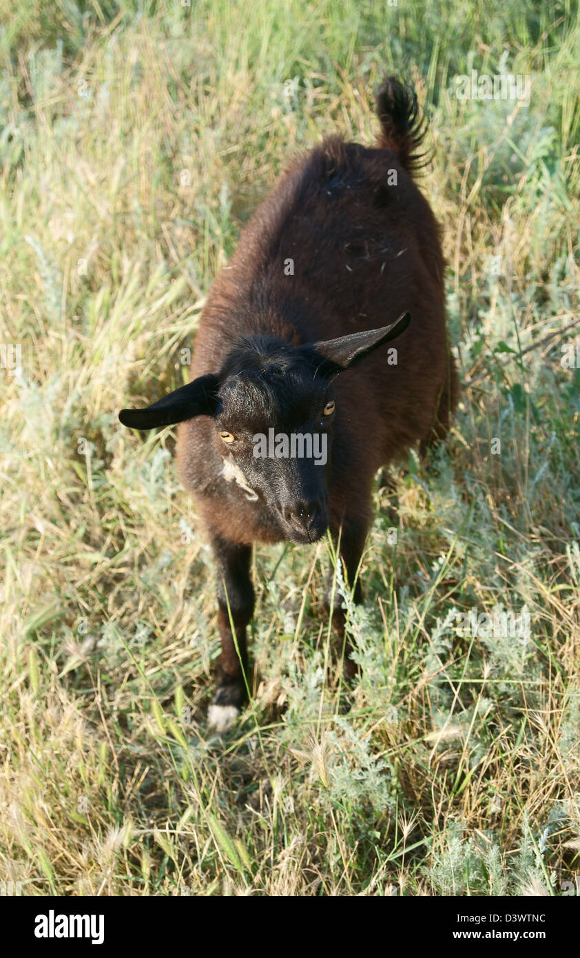 Goat tail domestic hi-res stock photography and images - Alamy