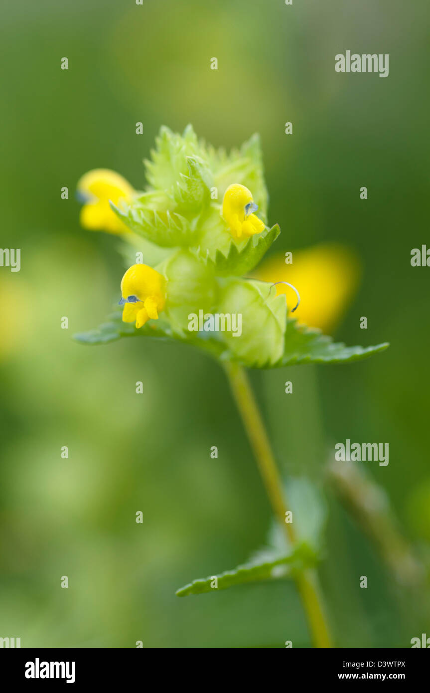 RHINANTHUS MINOR YELLOW RATTLE Stock Photo - Alamy
