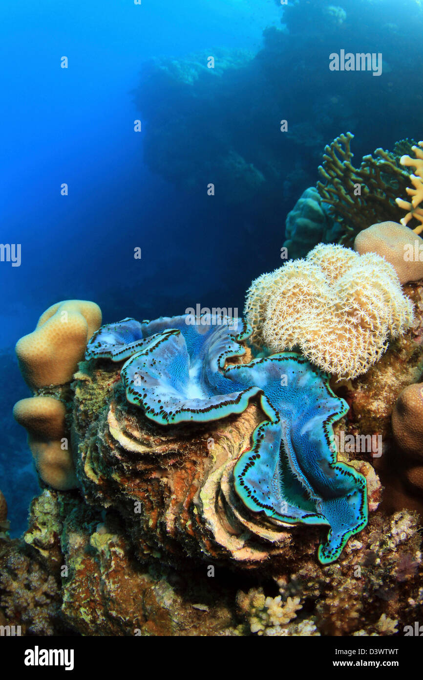 Giant clam in red sea hi-res stock photography and images - Alamy
