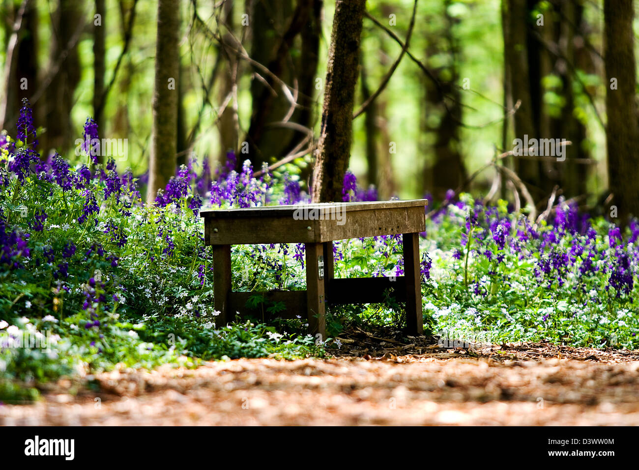 A park bench in a beautiful setting along a hiking trail Stock Photo ...