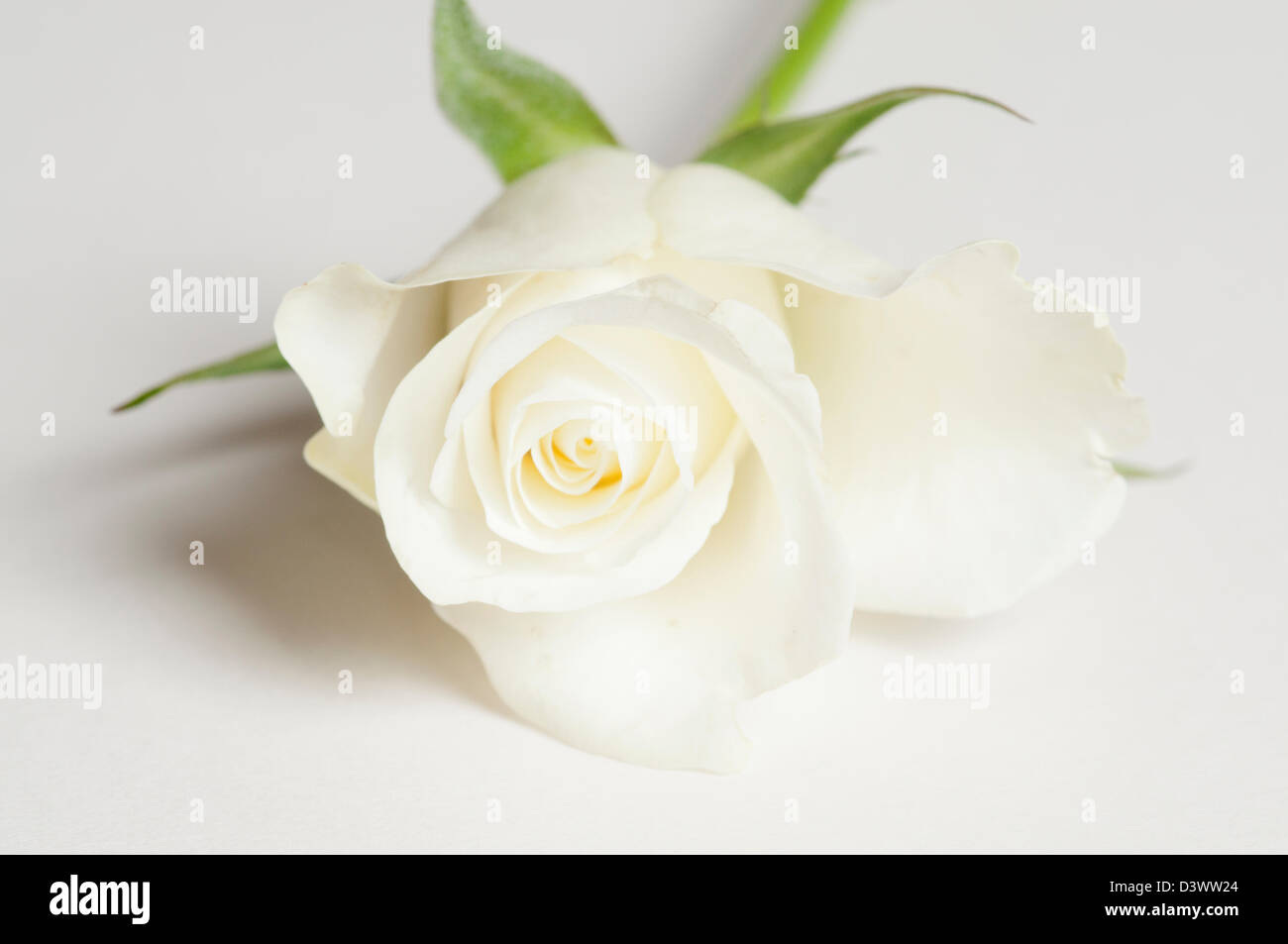 Single cut white rose hi-res stock photography and images - Alamy