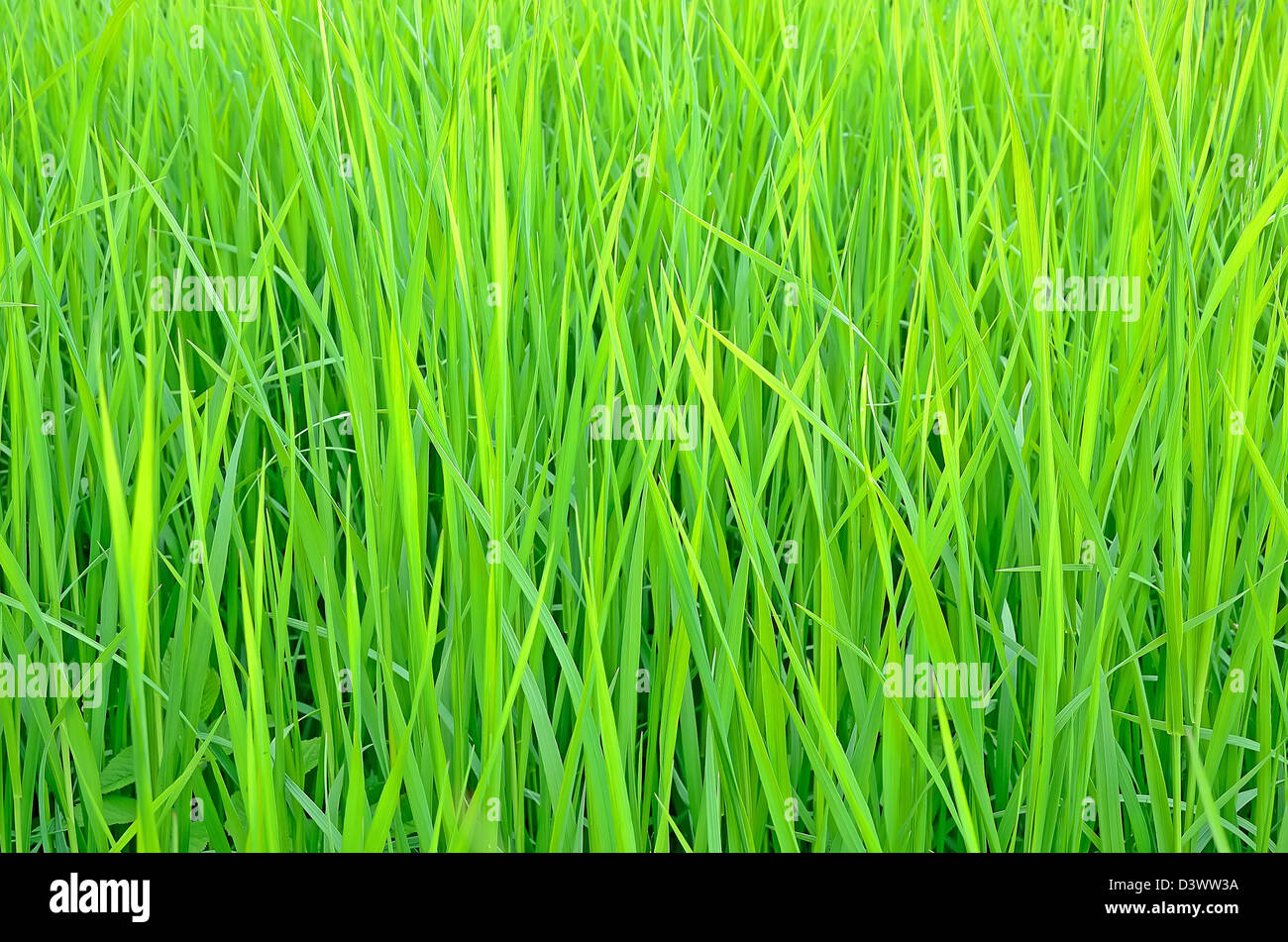 High fresh green grass Stock Photo - Alamy