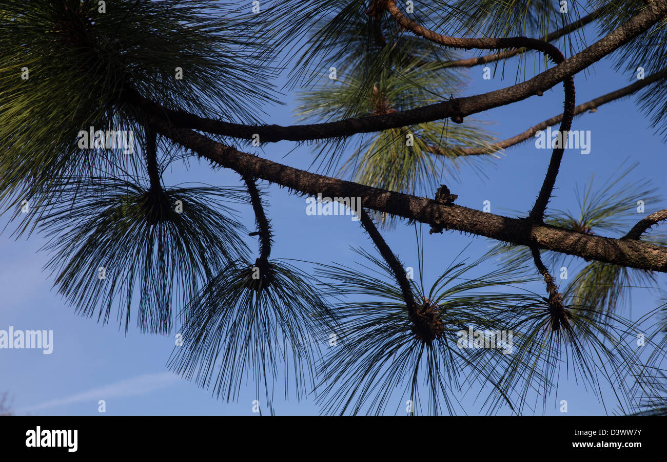 Pinus Engelmannii High Resolution Stock Photography and Images - Alamy