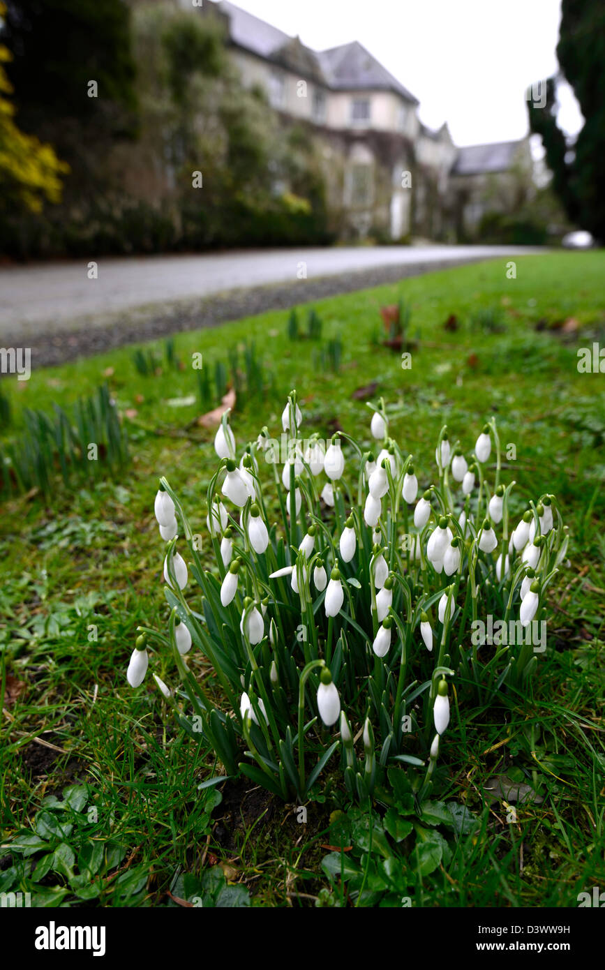 galanthus nivalis snowdrop display altamont gardens carlow ireland ...