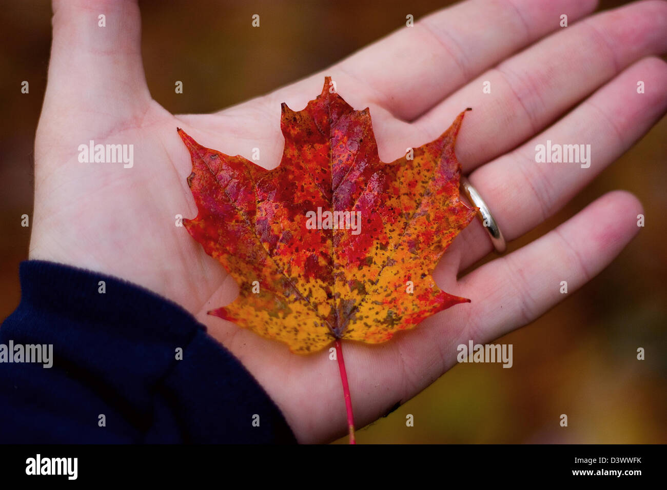 A hand holding a fallen autumn leaf Stock Photo - Alamy